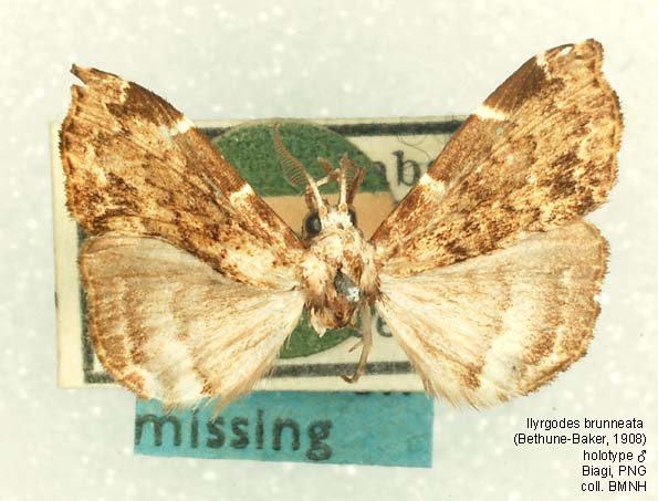 Papua Insects Foundation (Lepidoptera/Erebidae/Calpinae thumbnails)